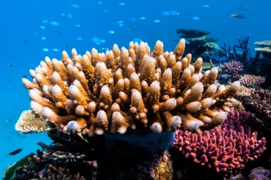Contact us | Reef Knowledge System